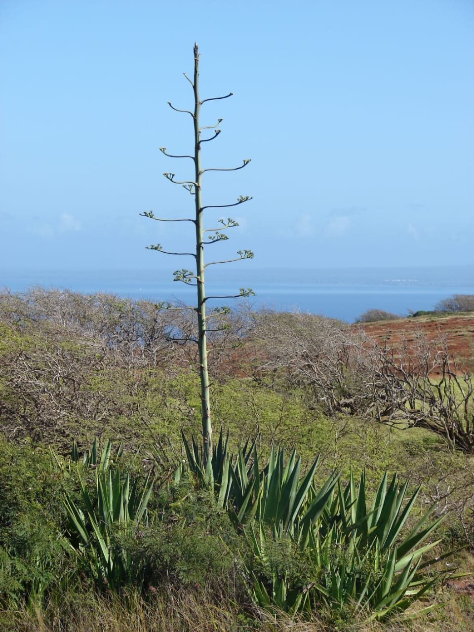 रामकंद छे ! हे तर... - इये मराठीचिये नगरी