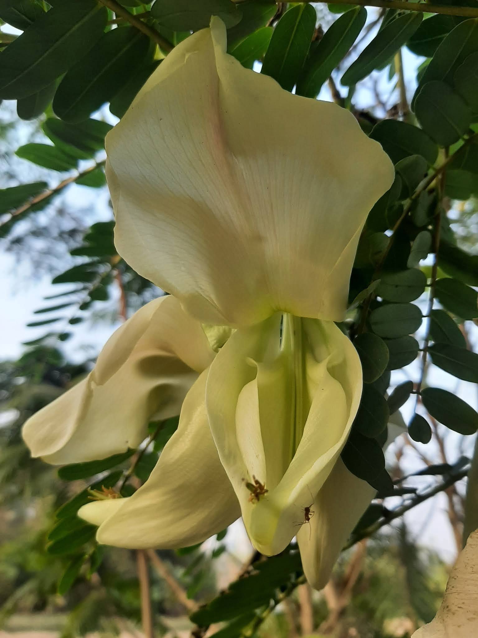 मांसाहाराची चव विसरायला लावणारा चवदार हादगा · इये मराठीचिये नगरी