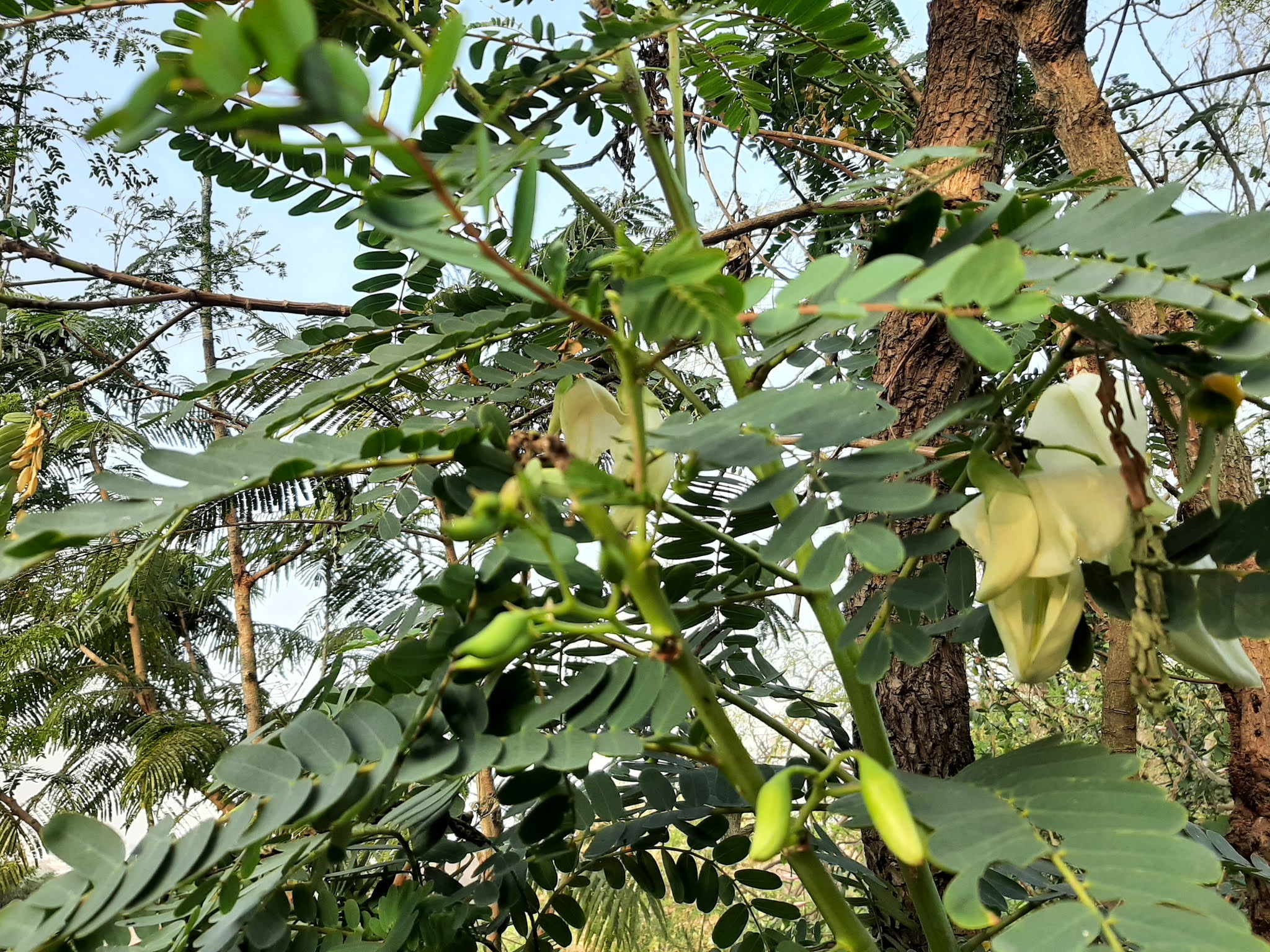 मांसाहाराची चव विसरायला लावणारा चवदार हादगा · इये मराठीचिये नगरी