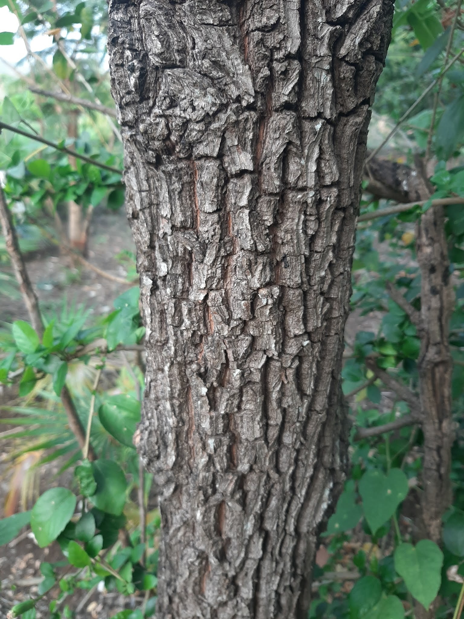 मांसाहाराची चव विसरायला लावणारा चवदार हादगा · इये मराठीचिये नगरी