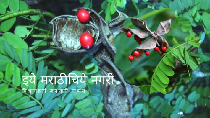 गुंज ( औषधी वनस्पतीची ओळख ) · इये मराठीचिये नगरी