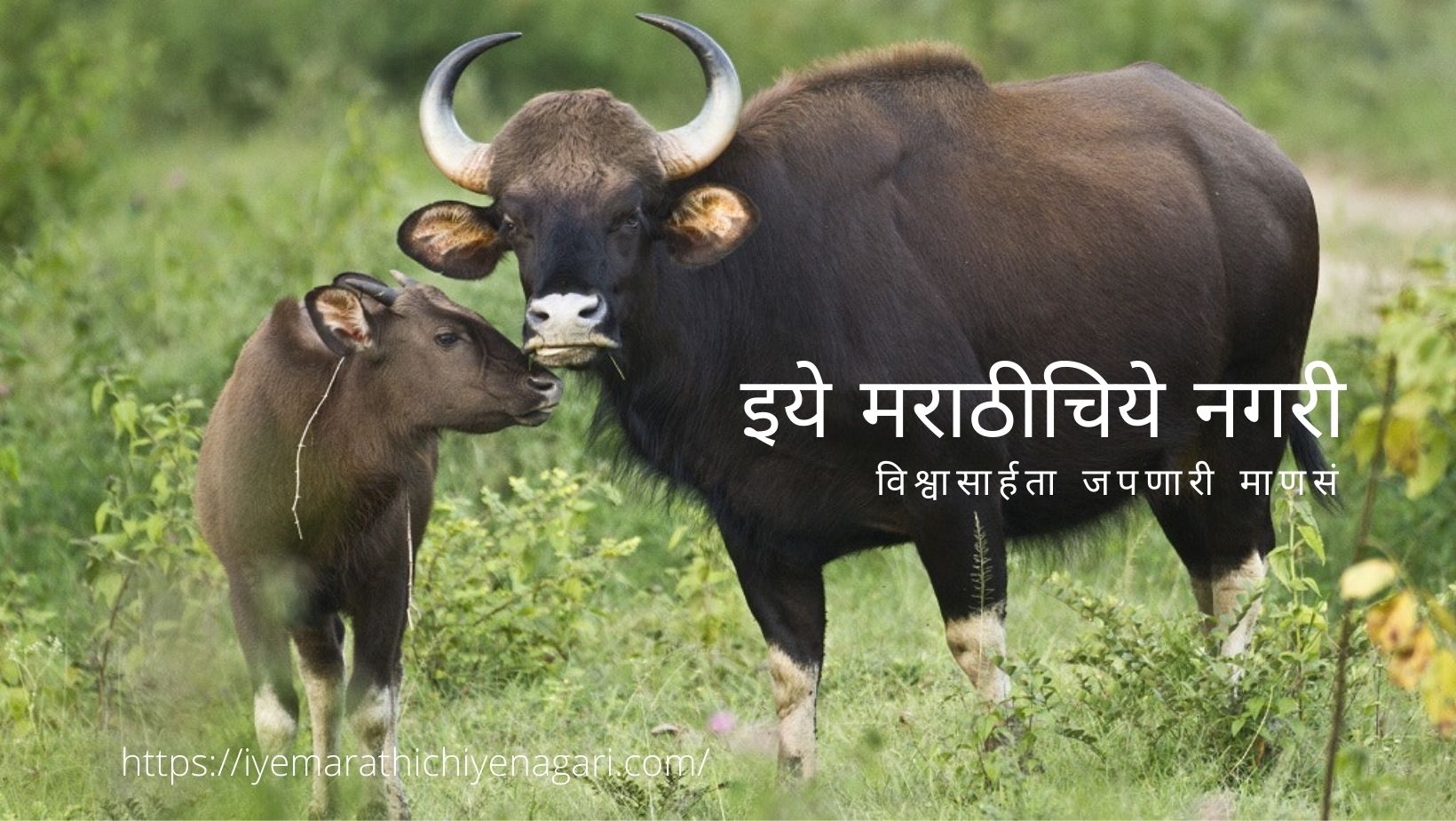 काय सांगता, गवा अन् लाजाळू...! · इये मराठीचिये नगरी