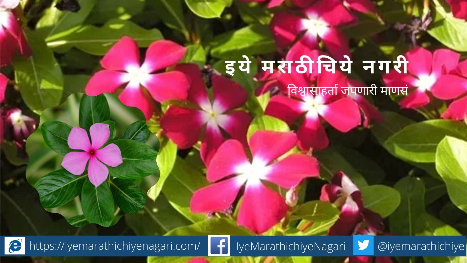 सदाफुलीची लागवड... · इये मराठीचिये नगरी